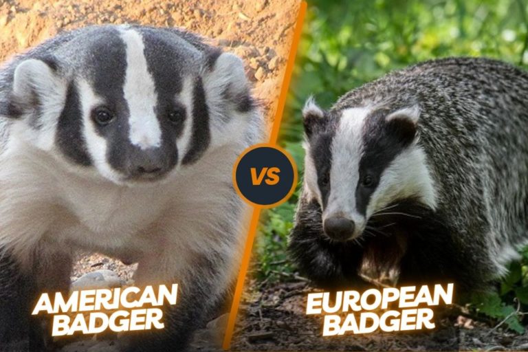 Badger Babies | An Ultimate Guide About Badger Cubs