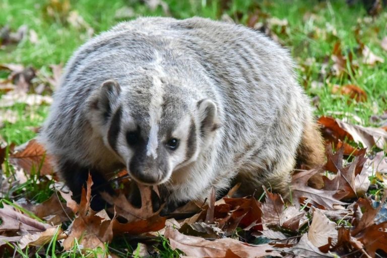 American Badger Vs European Badger: 10 Key Differences