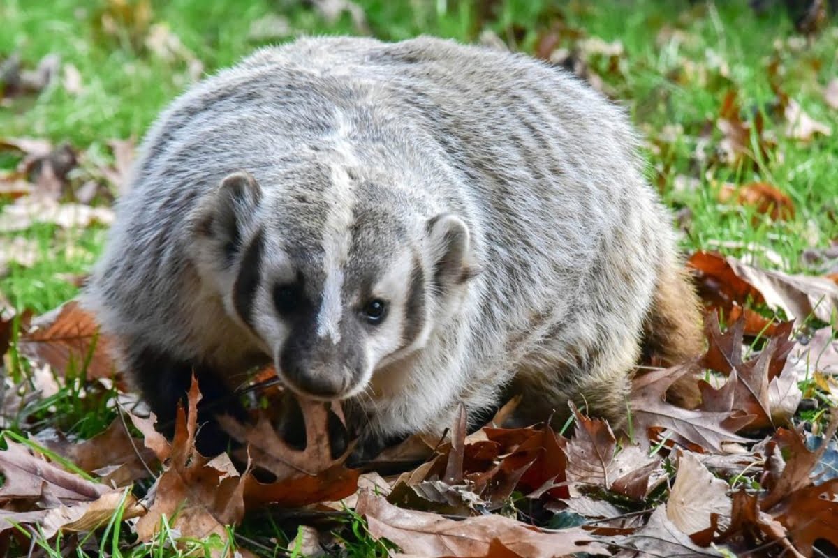 American Badger Vs European Badger: 10 Key Differences