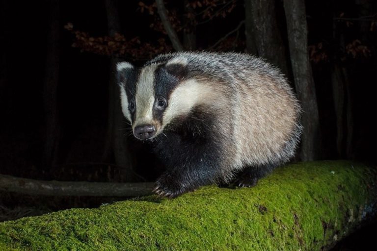 Are Badgers Dangerous? | Do Badgers Attack Humans Or Pets?