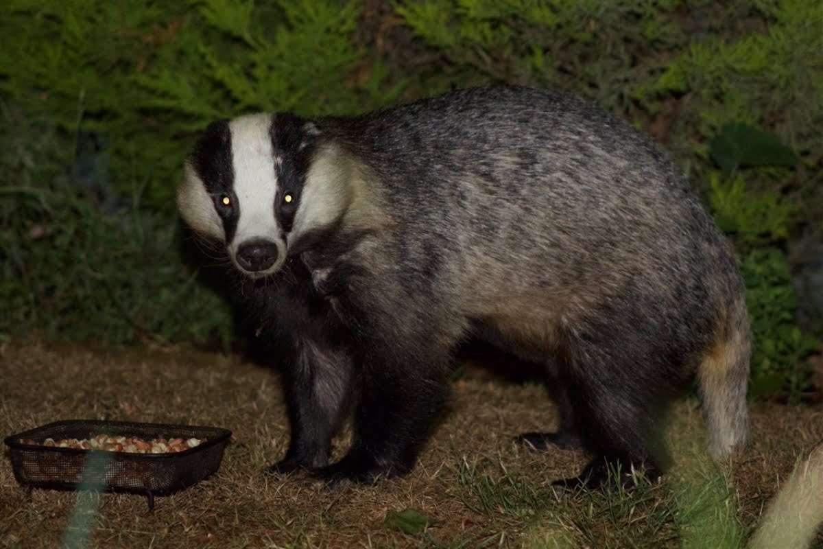 Are Badgers Nocturnal? | Why Do They Exhibit This Behaviour?