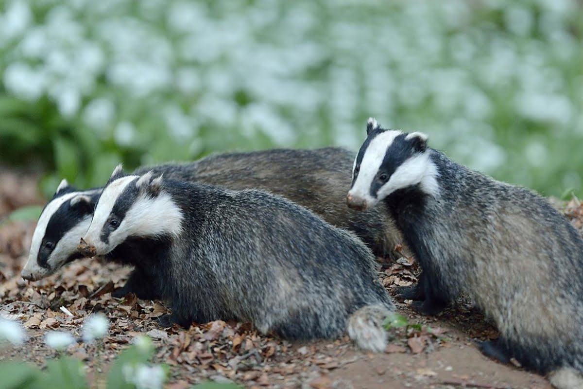 Do Badgers Hibernate Or Migrate? [Winter Behaviour explained]