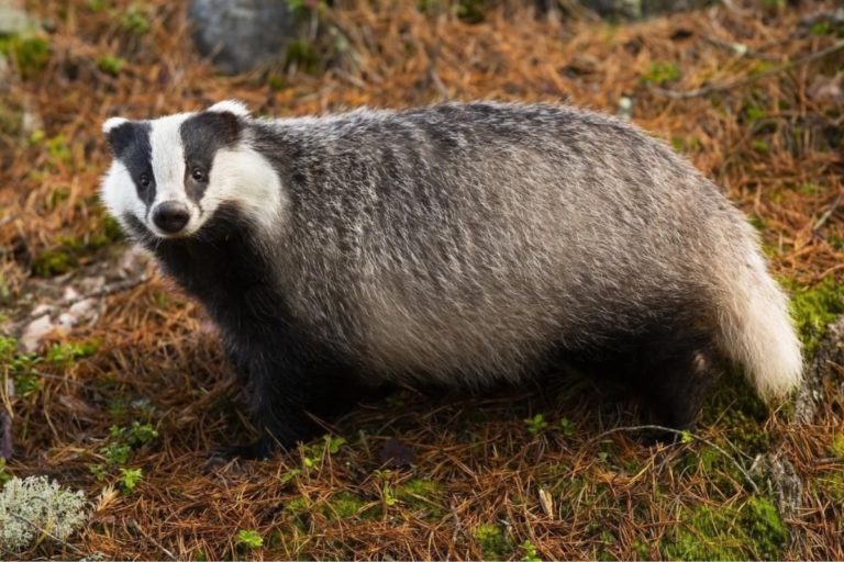 Badger Tails | Do Badgers Have Tails? | Ultimate Guide