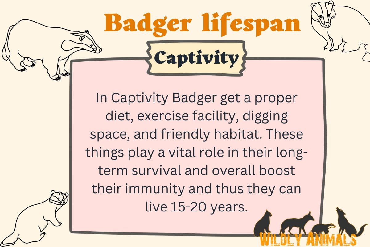 How Long Do Badgers Live? | Badgers Lifspan Explained!