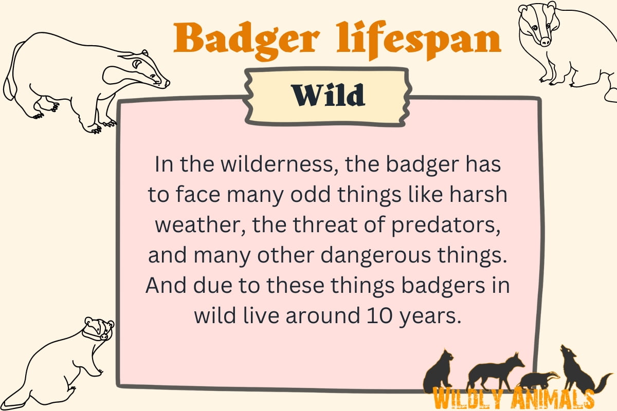 How Long Do Badgers Live? | Badgers Lifspan Explained!