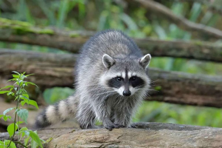 What Do Badgers Look Like? - What Colors Do they have?