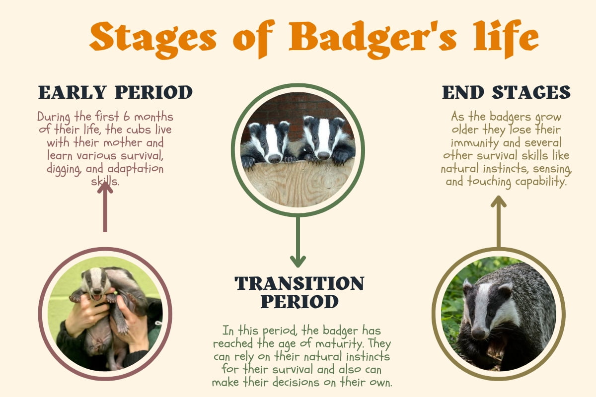 How Long Do Badgers Live? | Badgers Lifspan Explained!