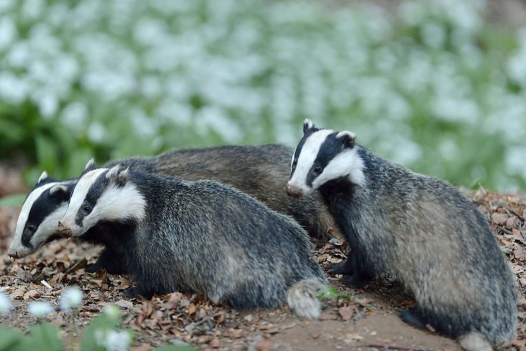 Are Badgers Dangerous? | Do Badgers Attack Humans Or Pets?