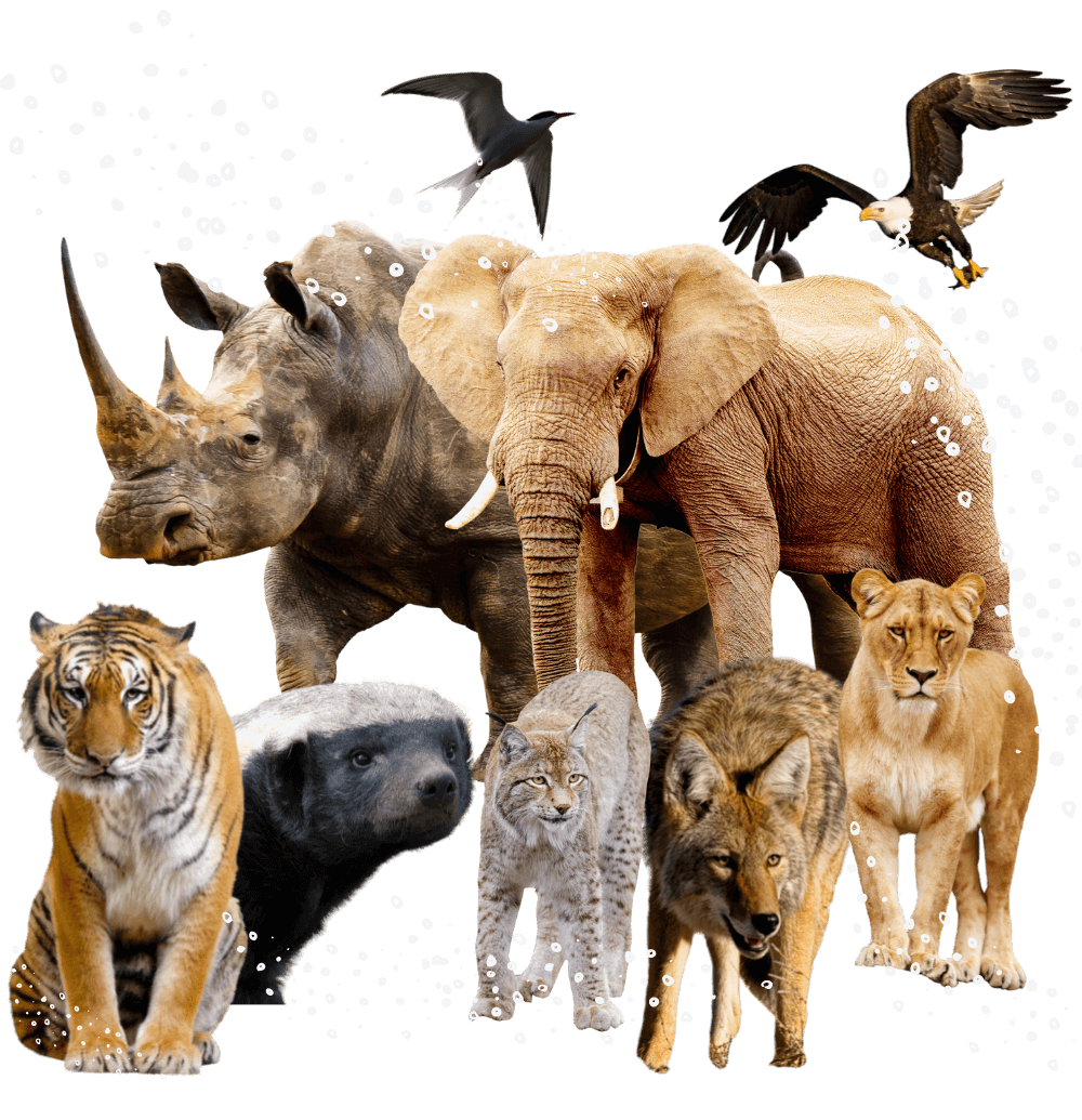 Wildly Animals - Learn About Wildlife