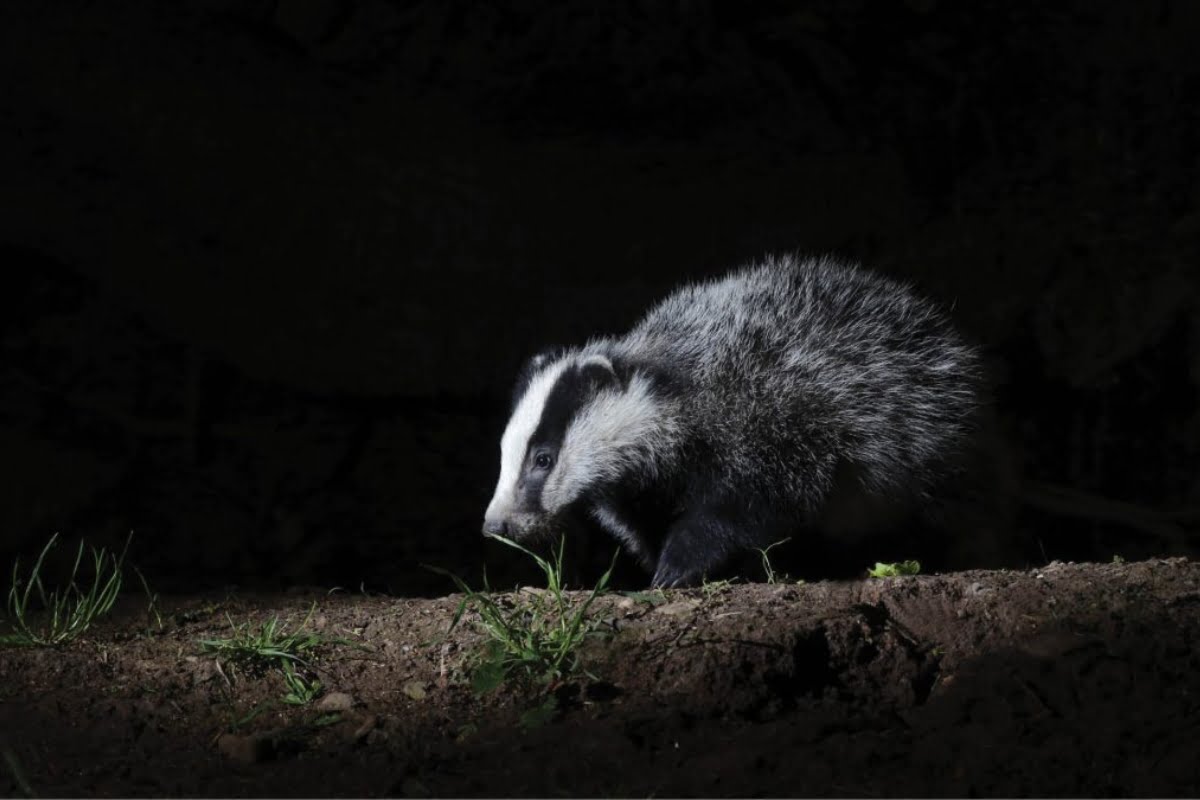 Badgers As Pets | Do Badgers Make Good Pets? | Unrivaled Guide