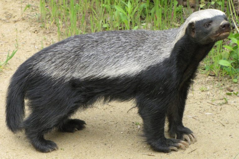 Badger Tails | Do Badgers Have Tails? | Ultimate Guide