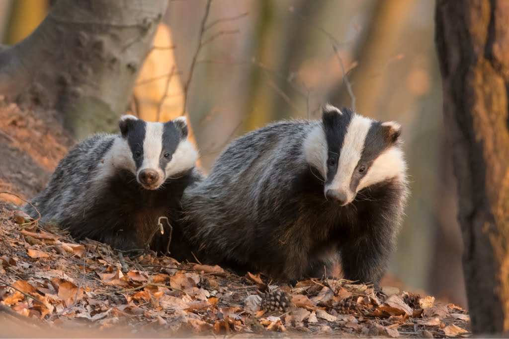 Wildly Animals - Learn About Wildlife