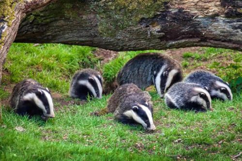Where Do Badgers Live? - Exploring the badger Habitat