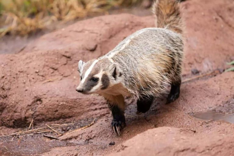 Where Do Badgers Live? - Exploring the badger Habitat