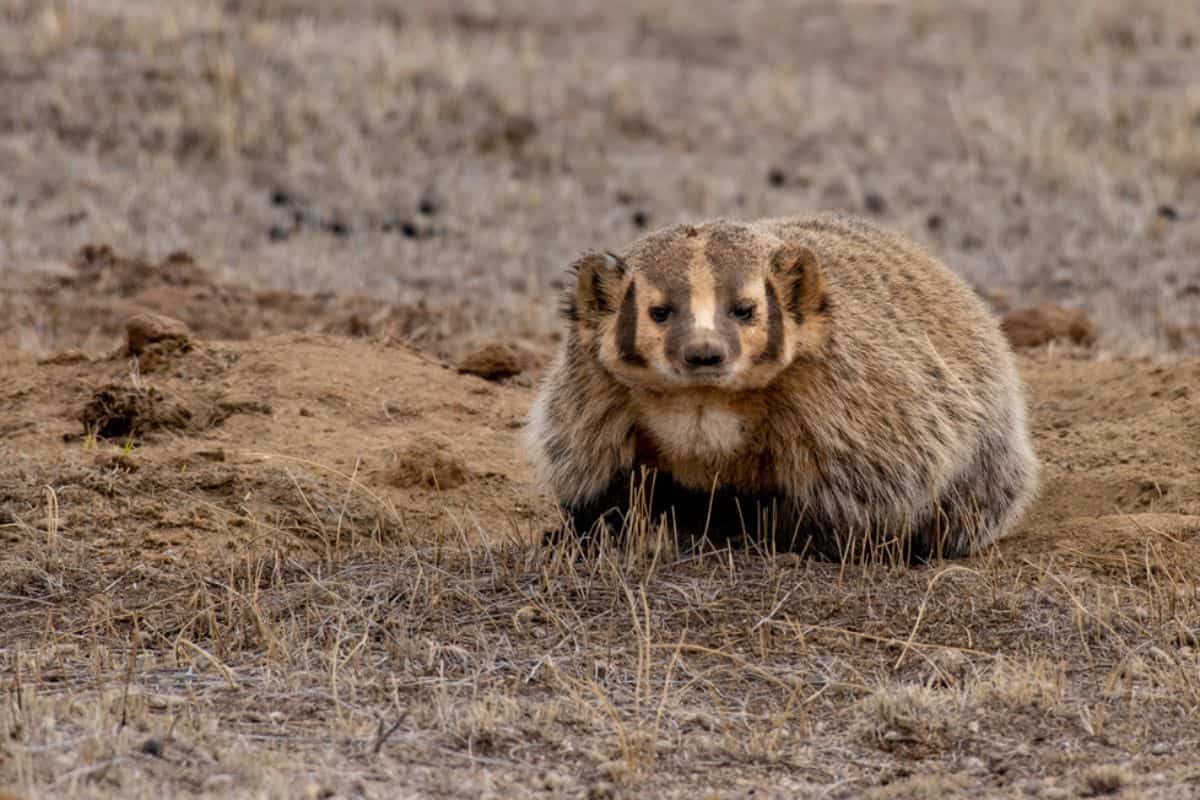 Badger vs Wolverine: A Tale of Two Titans