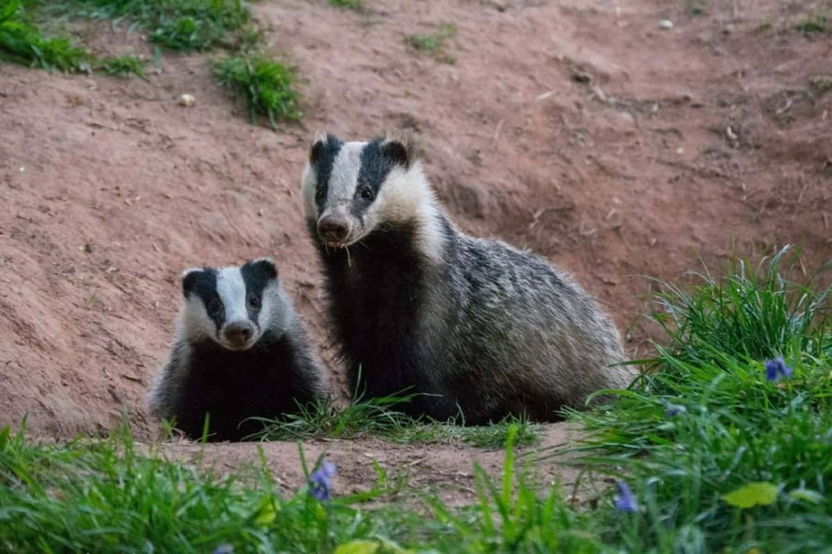 Badger Babies | An Ultimate Guide About Badger Cubs