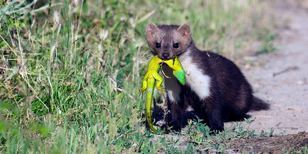 Animals Like Badgers | 17 Animals Similar To Badgers