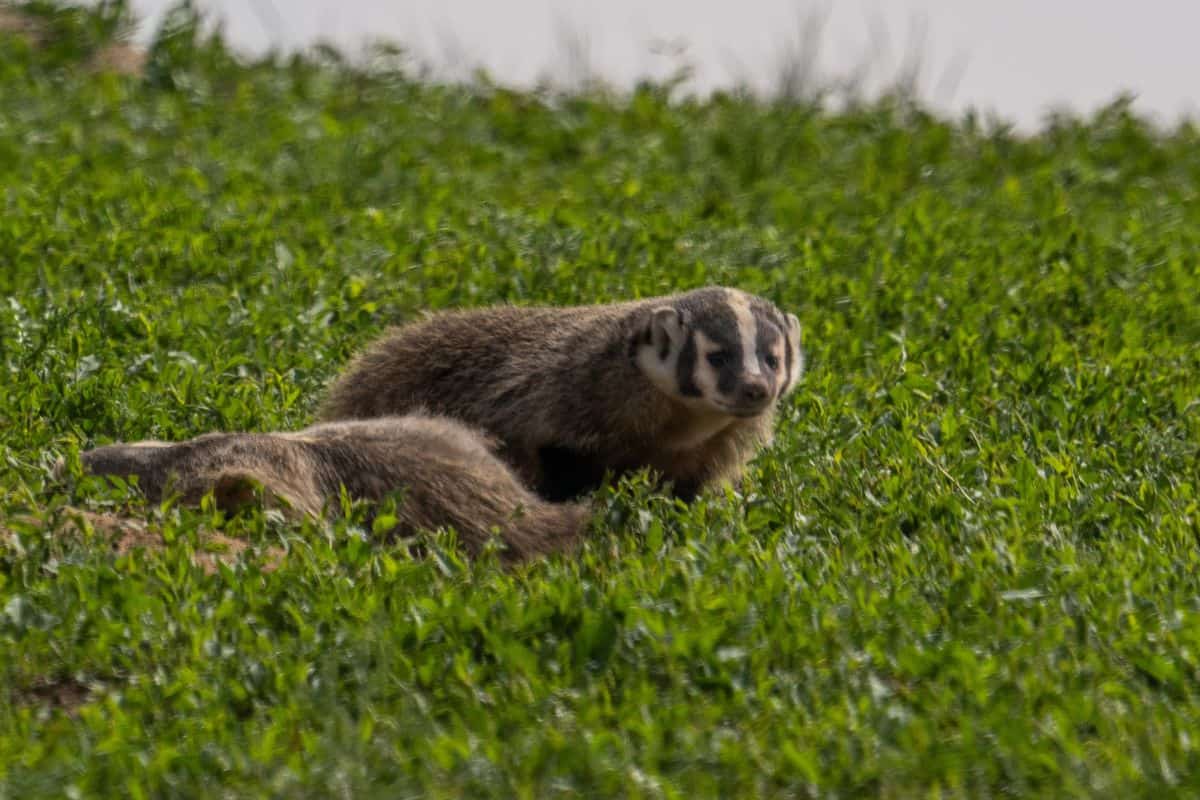 Badger Vs Beaver: The Distinctive Traits of Badgers and Beavers