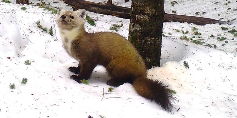 Animals Like Badgers | 17 Animals Similar To Badgers