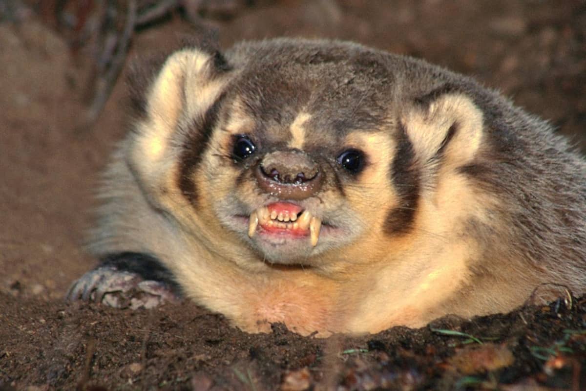 Badger Teeth: Uncovering the Secrets of Badger Dentition