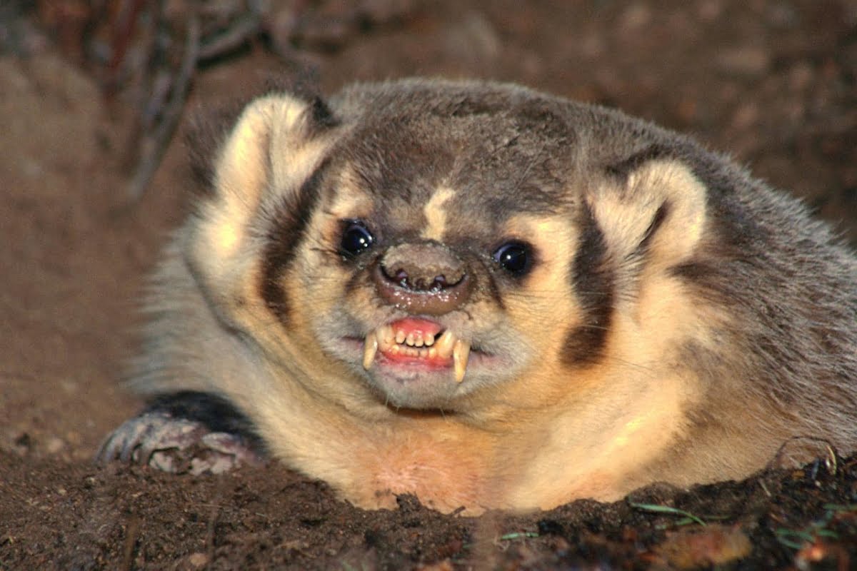 Are Badgers Dangerous? | Do Badgers Attack Humans Or Pets?