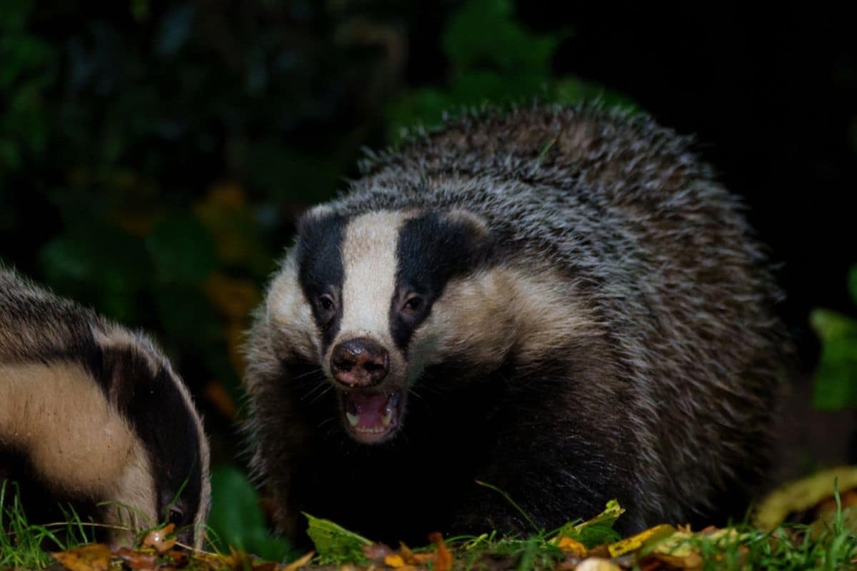 Dachshund Vs Badger: The Dachshund Connection To Badgers