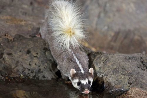 Badger Species: How Many Types Of Badgers Exist In The World?