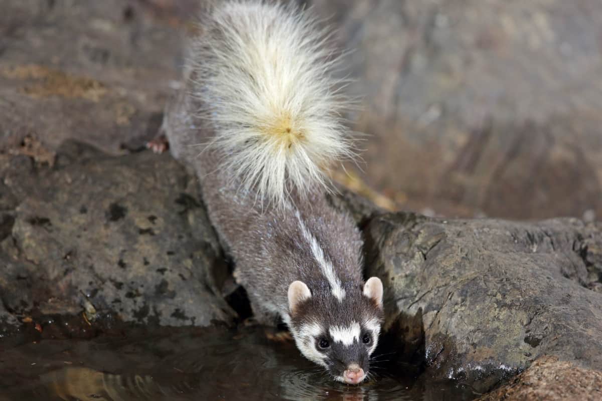 Badger Species: How Many Types Of Badgers Exist In The World?