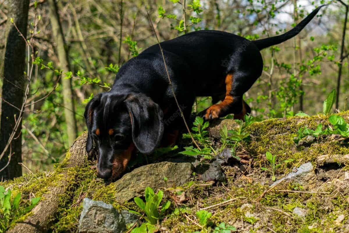 Dachshund Vs Badger: The Dachshund Connection To Badgers