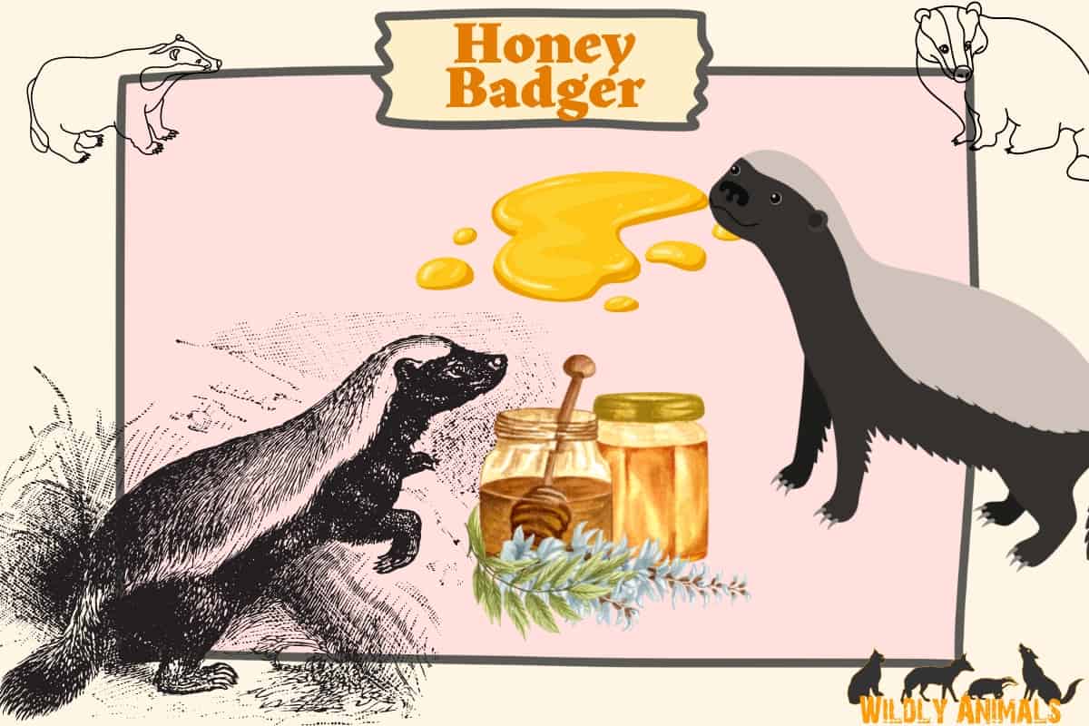 What Do Badgers Eat? | Exploring The Diverse Diet of Badgers