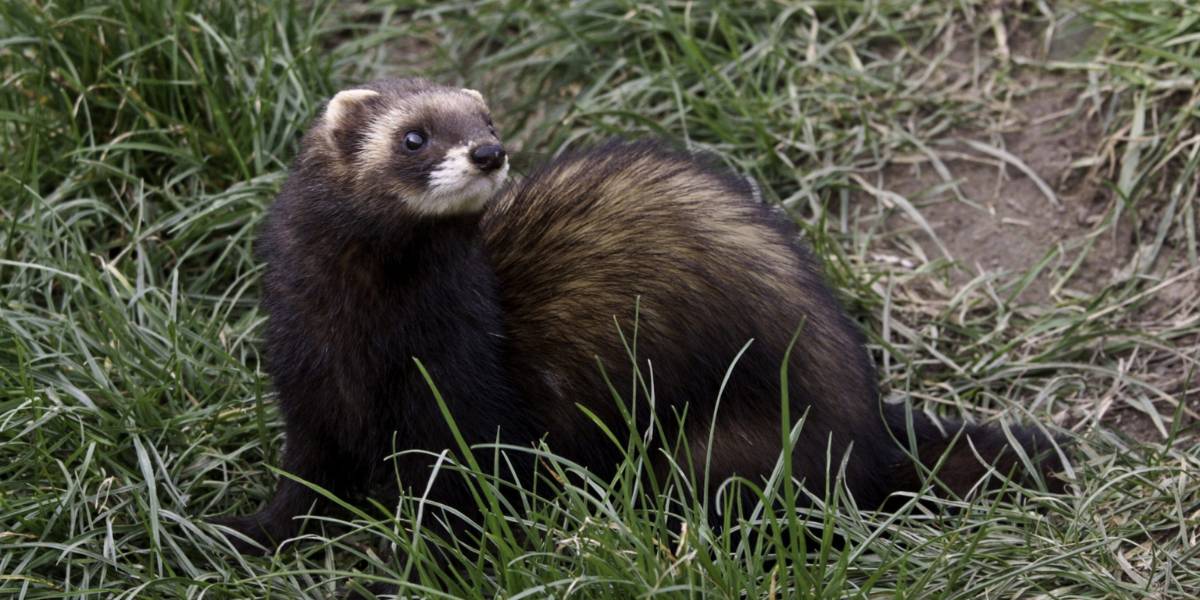 Animals Like Badgers | 17 Animals Similar To Badgers
