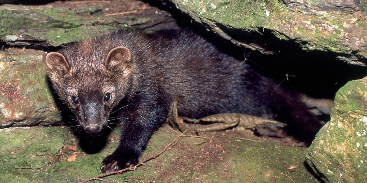 Animals Like Badgers | 17 Animals Similar To Badgers