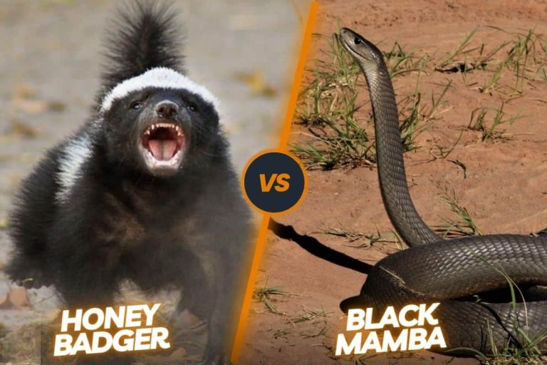 Honey Badger Facts - A comprehensive guide to badgers Lifestyle