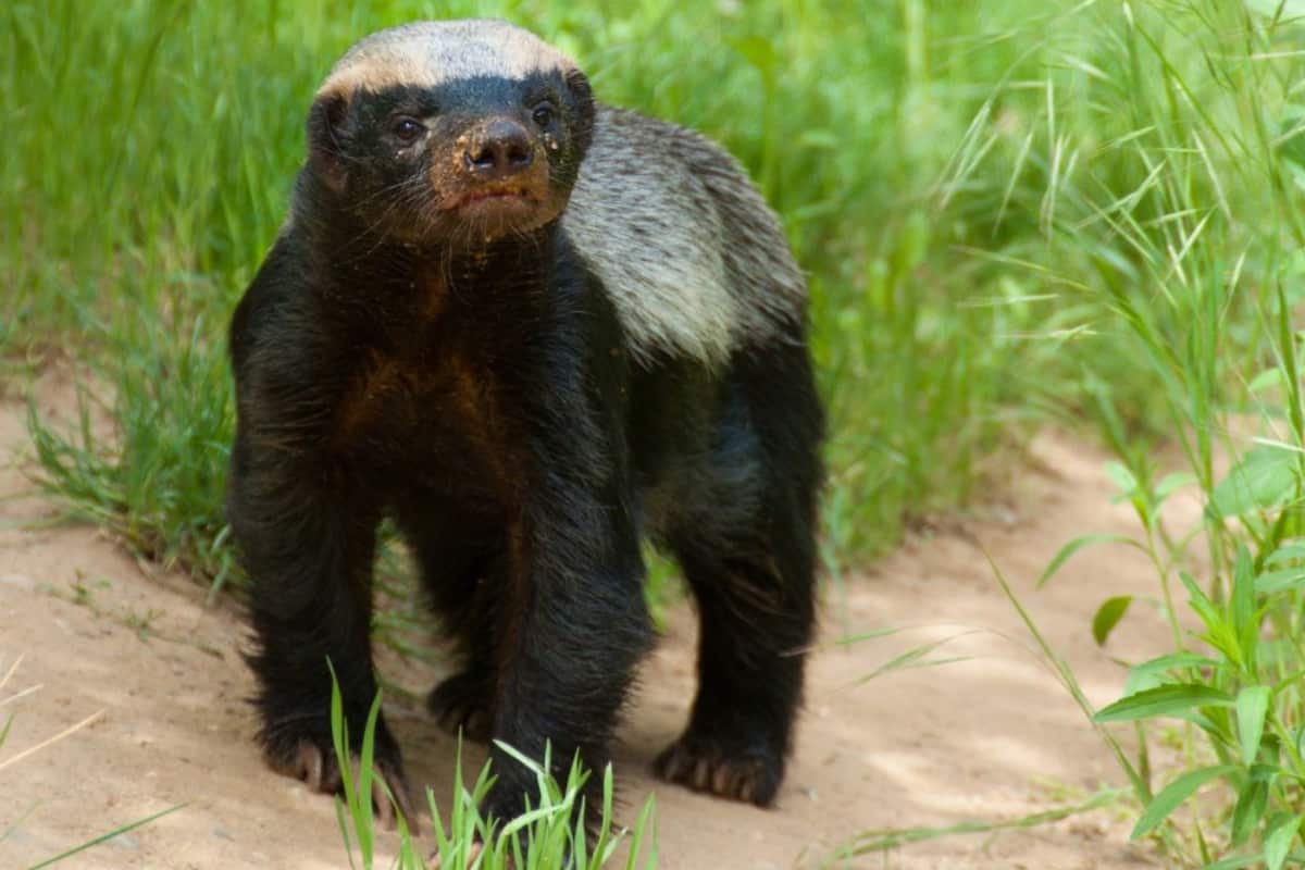 Badger Species: How Many Types Of Badgers Exist In The World?