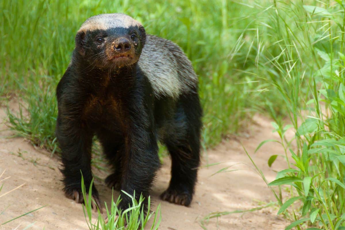 Where Do Badgers Live? - Exploring the badger Habitat