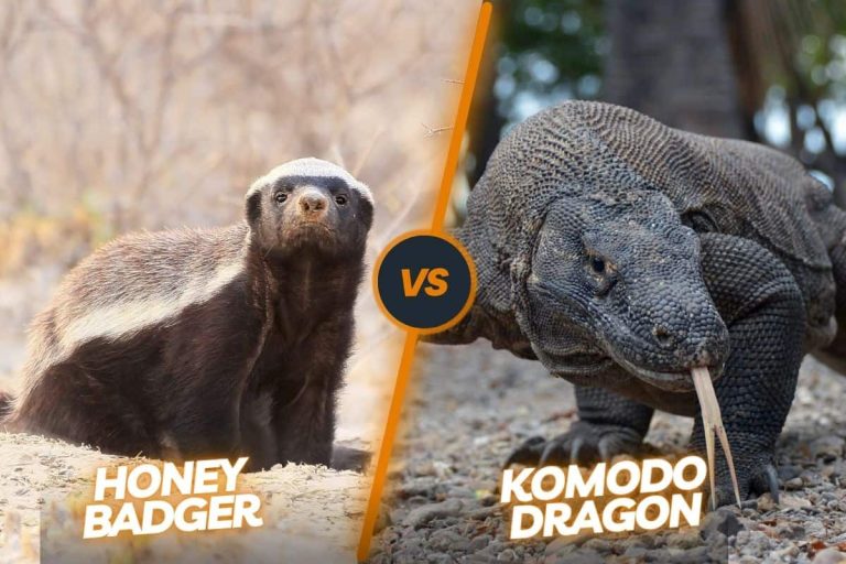 Honey Badger Facts - A comprehensive guide to badgers Lifestyle