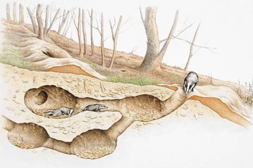 Badger Dens - Exploring The Underground Badger Setts