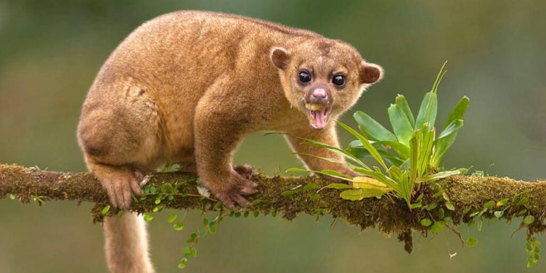 Animals Like Badgers | 17 Animals Similar To Badgers
