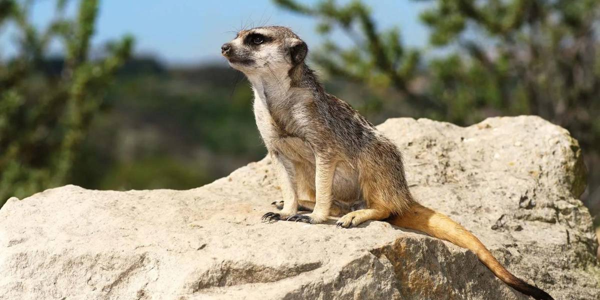 Animals Like Badgers | 17 Animals Similar To Badgers