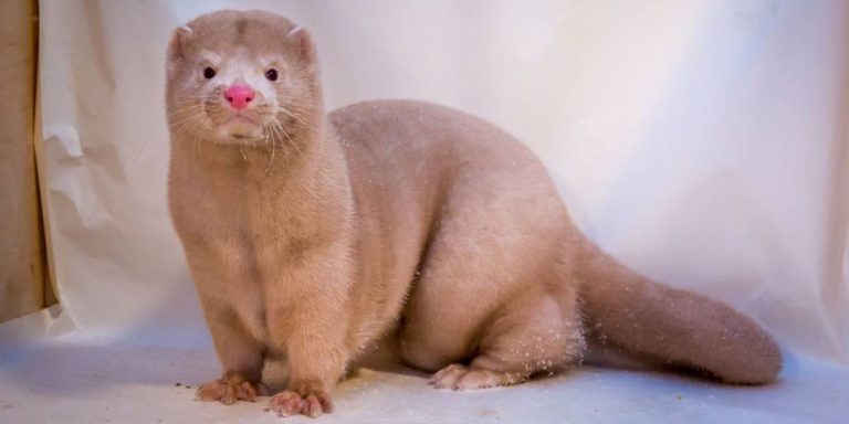 Animals Like Badgers | 17 Animals Similar To Badgers