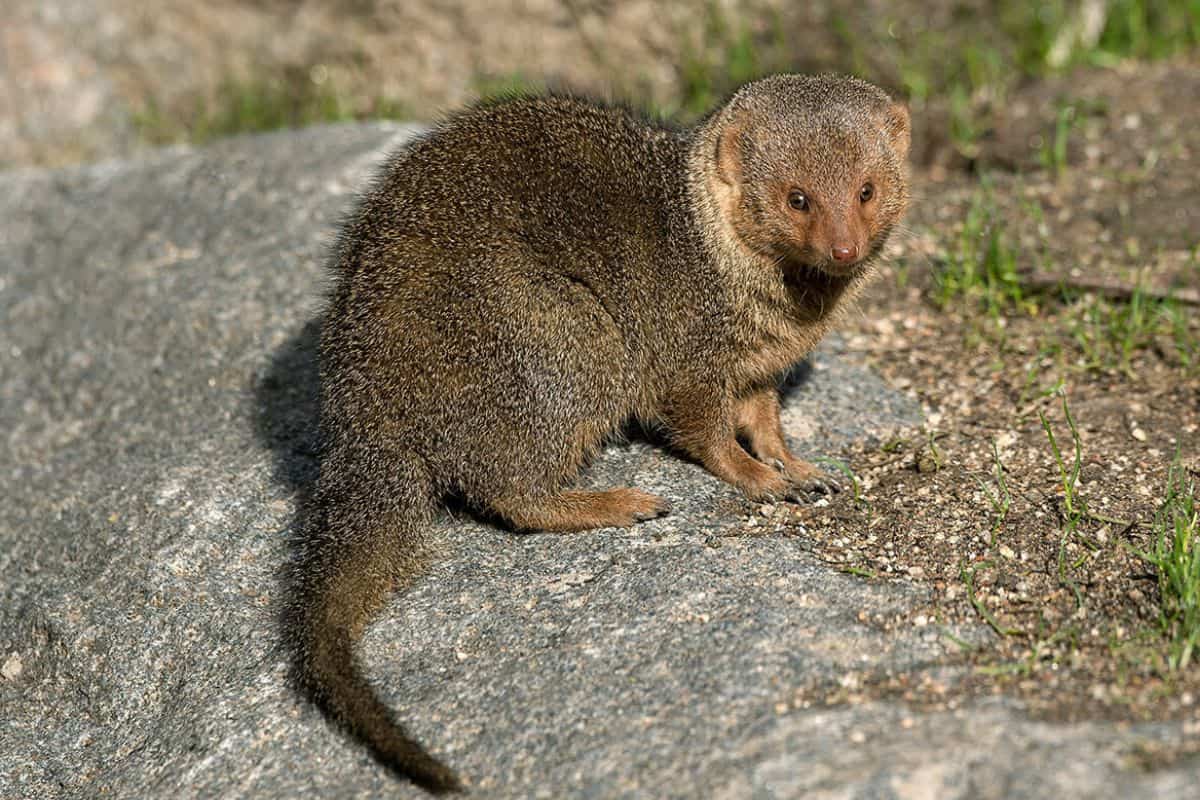 Honey Badger Vs Mongoose: Two Of Nature's Most Fearless Fighters