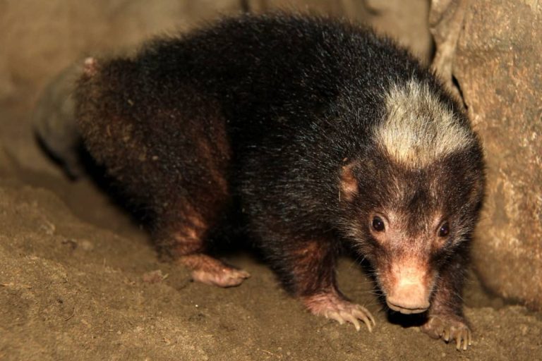 Badger Species: How Many Types Of Badgers Exist In The World?