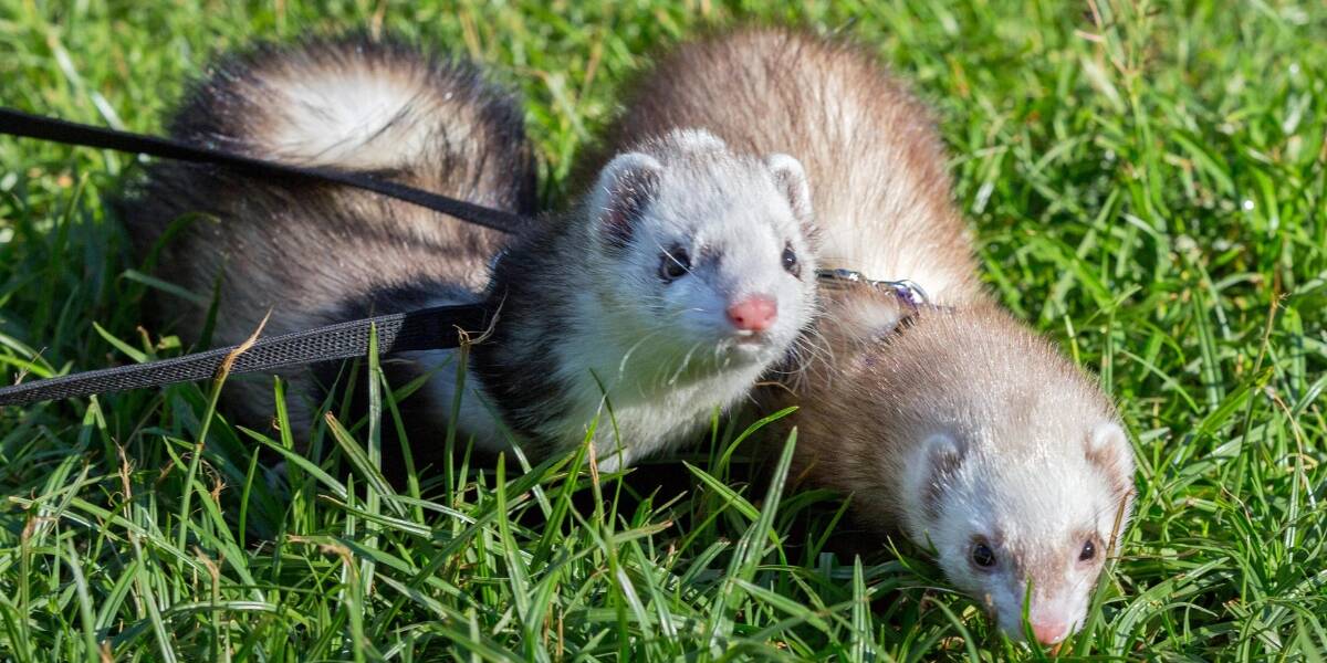 Animals Like Badgers | 17 Animals Similar To Badgers