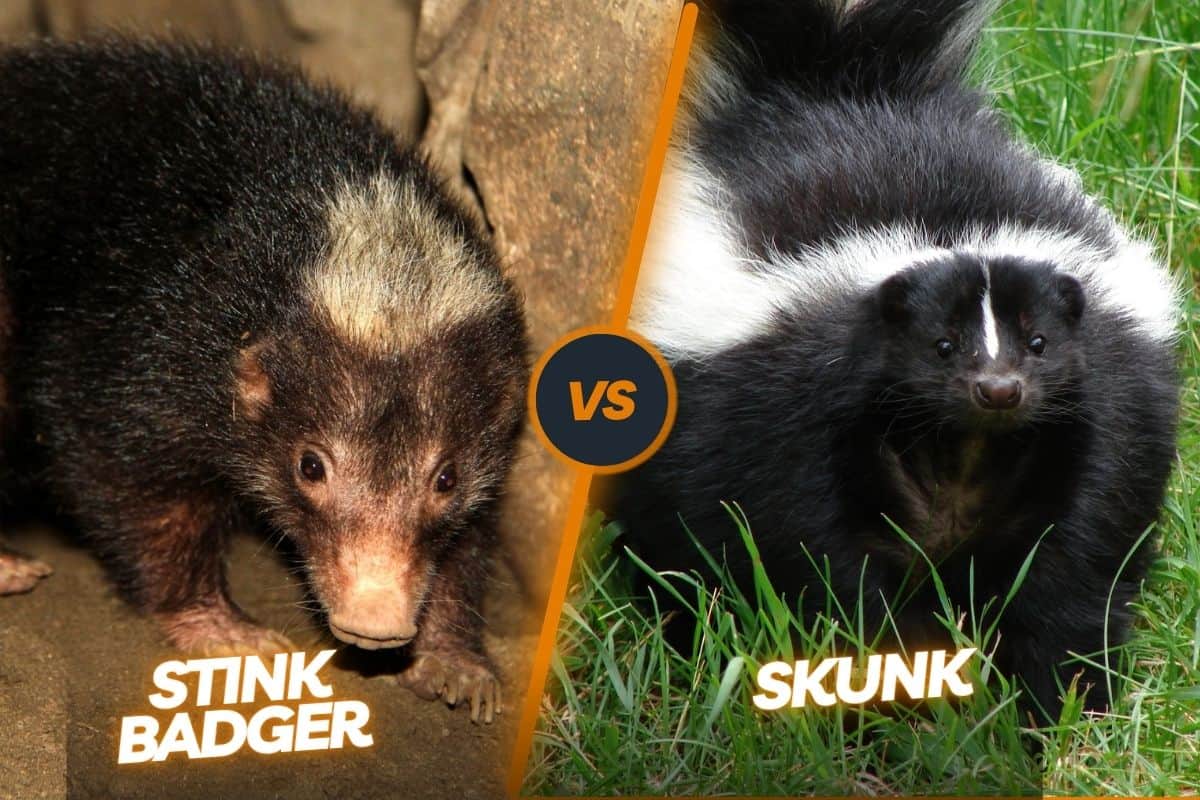 Badger Vs Skunk: The Stripe and Spray Showdown