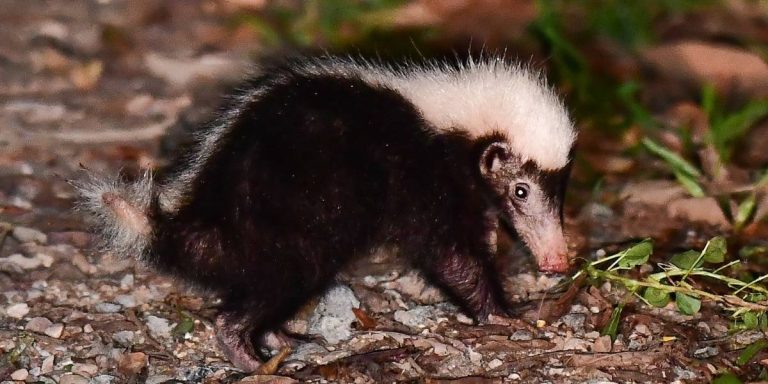 Animals Like Badgers | 17 Animals Similar To Badgers
