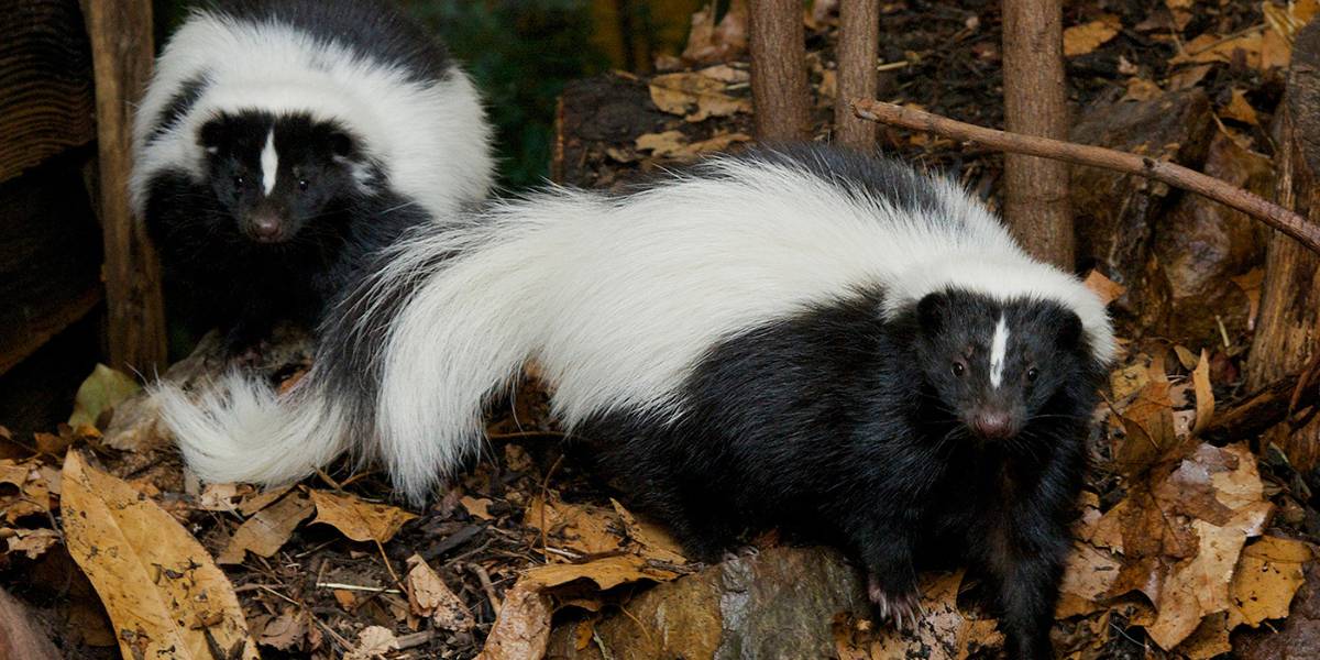 Animals Like Badgers | 17 Animals Similar To Badgers