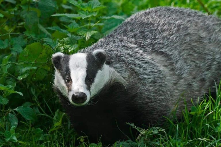 Badger Sounds - What Do Badgers Sound Like? | Audio Examples