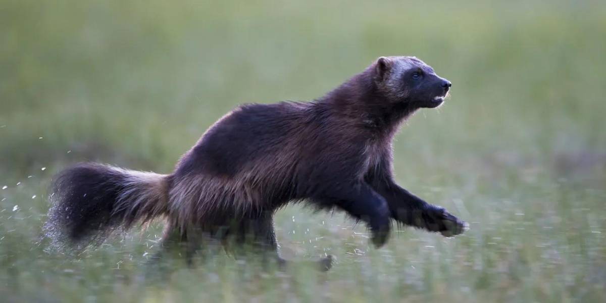 Animals Like Badgers | 17 Animals Similar To Badgers