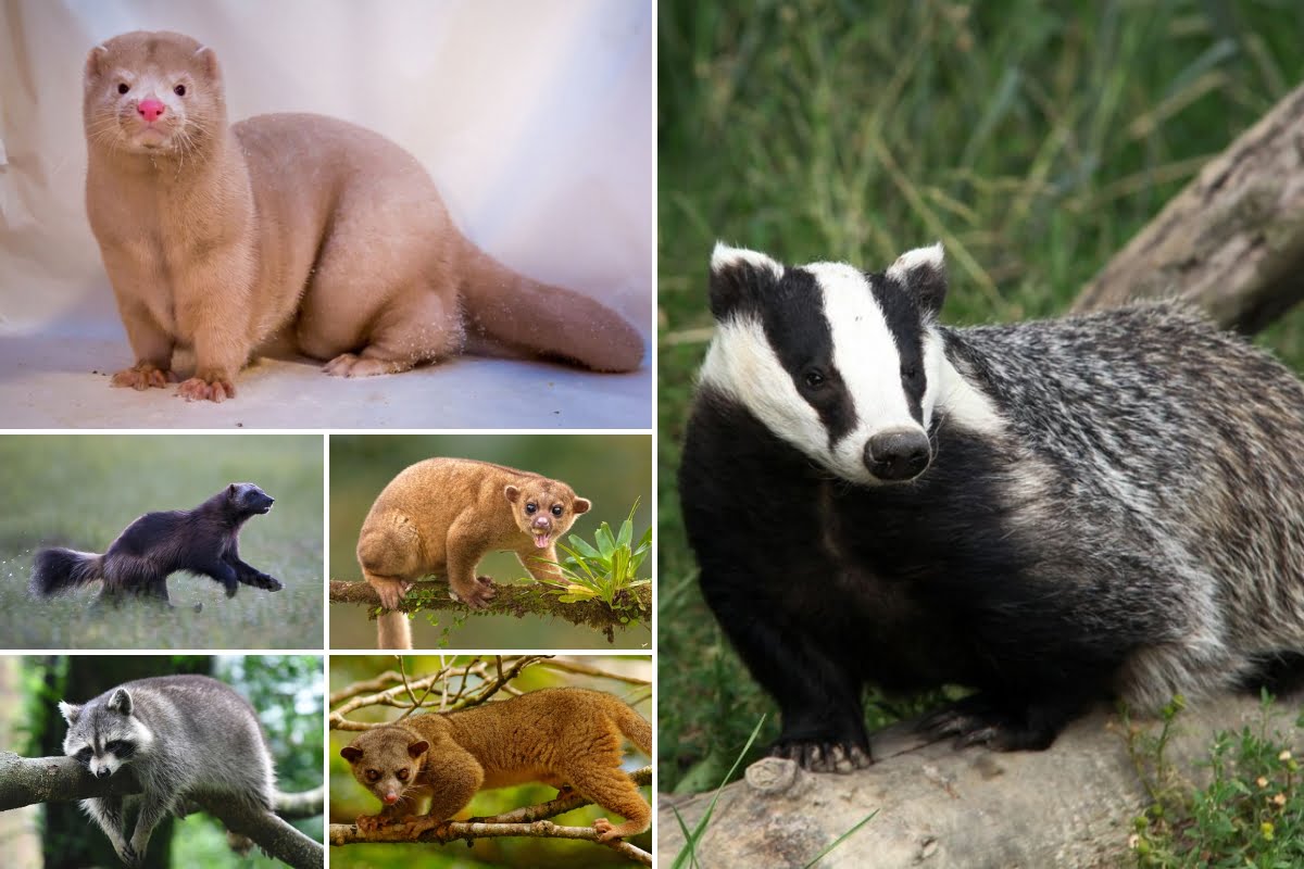 Badger Species: How Many Types Of Badgers Exist In The World?