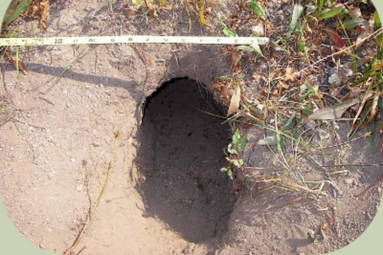 Badger Dens - Exploring The Underground Badger Setts